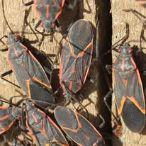 Elm Seed Bugs & Boxelder Bugs in Treasure Valley | Pestcom Pest Control